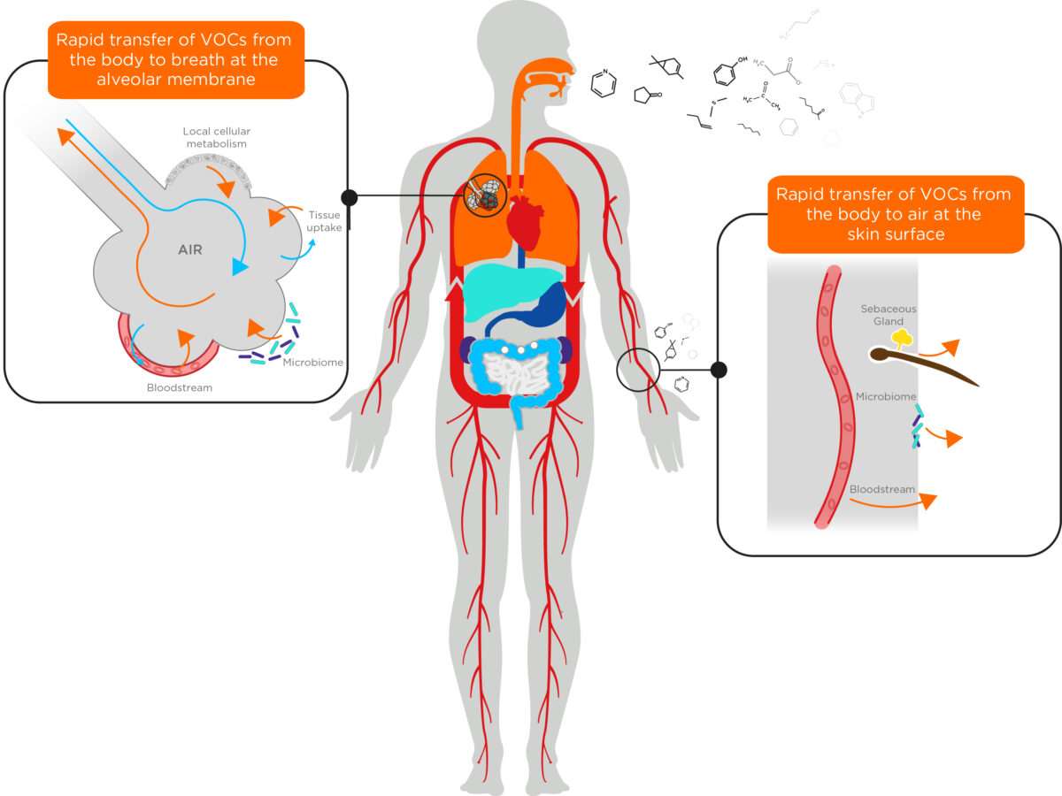 Breath vs Skin VOCs: What's the Difference?
