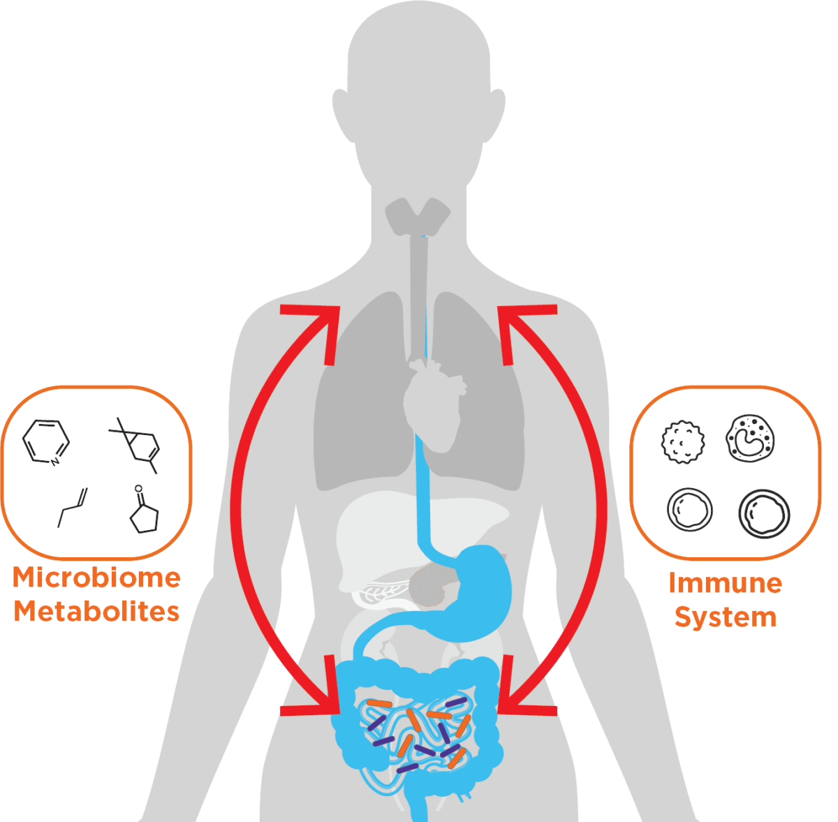 How the Gut Microbiome Influences Skin Health: Exploring the Gut-Skin Axis