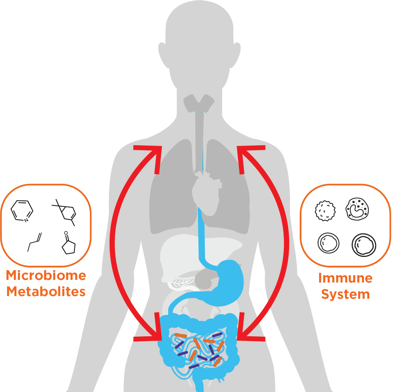 How the Gut Microbiome Influences Skin Health: Exploring the Gut-Skin Axis