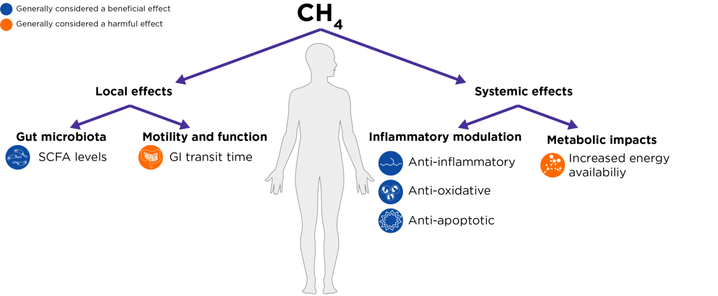 Unveiling Methane's Intricate Role in Broader Physiological Systems