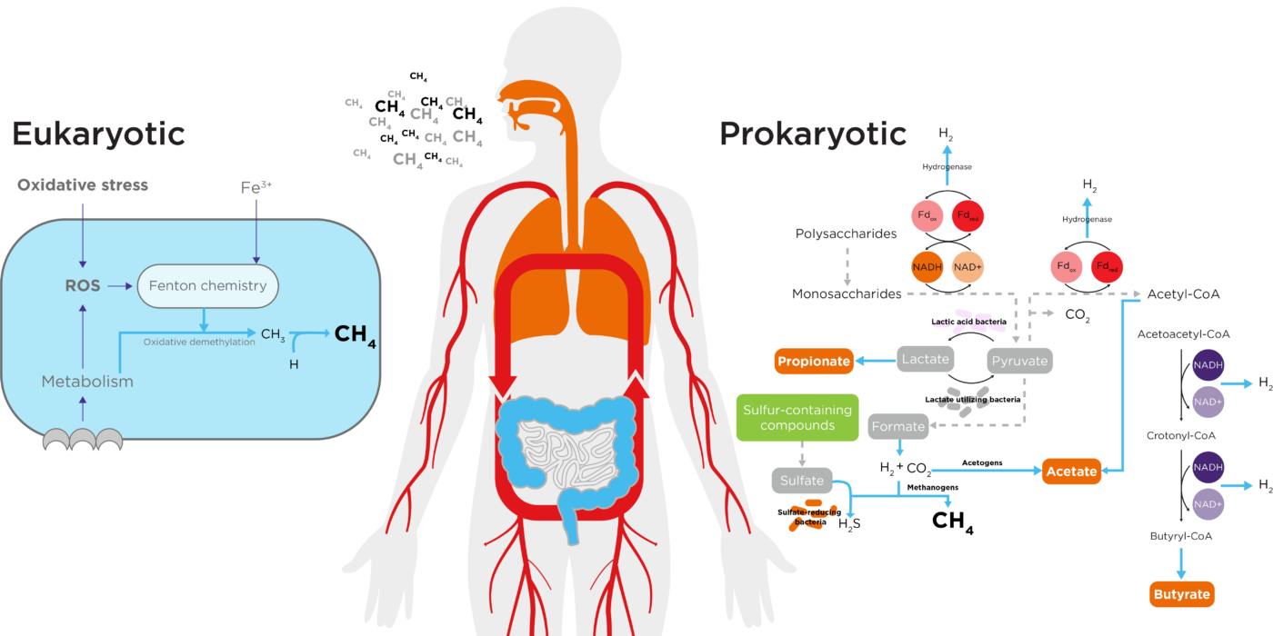 Unveiling Methane's Intricate Role in Broader Physiological Systems